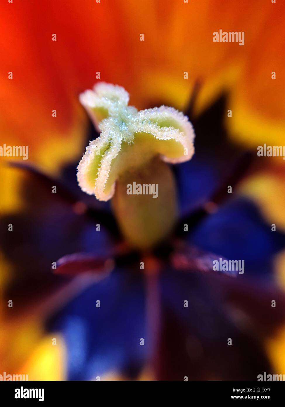 Pistil tulip flower close-up 1 Stock Photo - Alamy