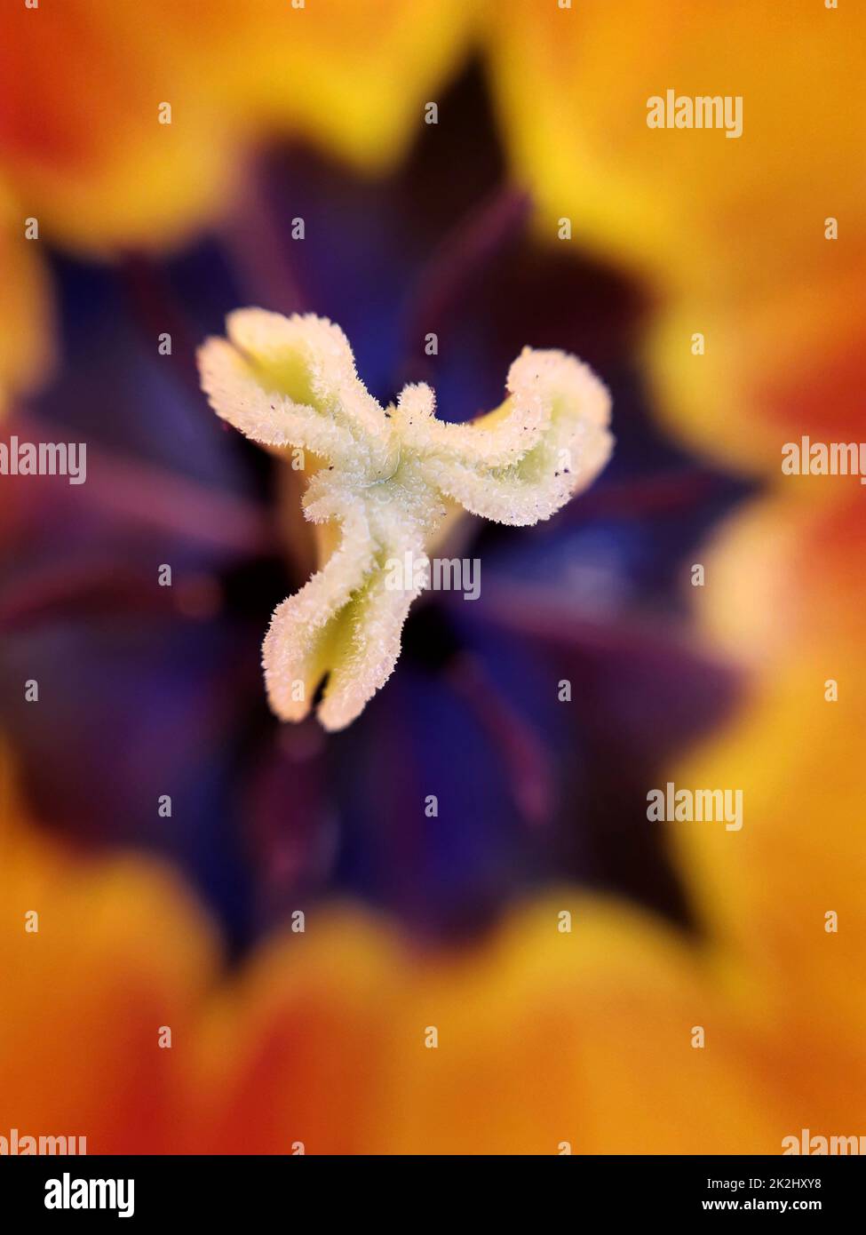 Pistil tulip flower close-up Stock Photo - Alamy