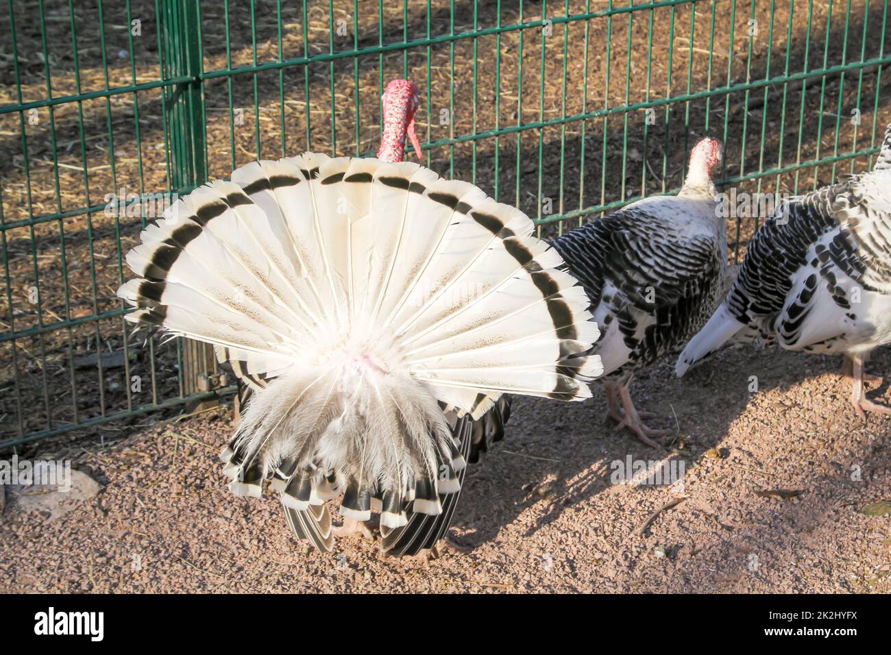 Turkey hawk hi-res stock photography and images - Alamy