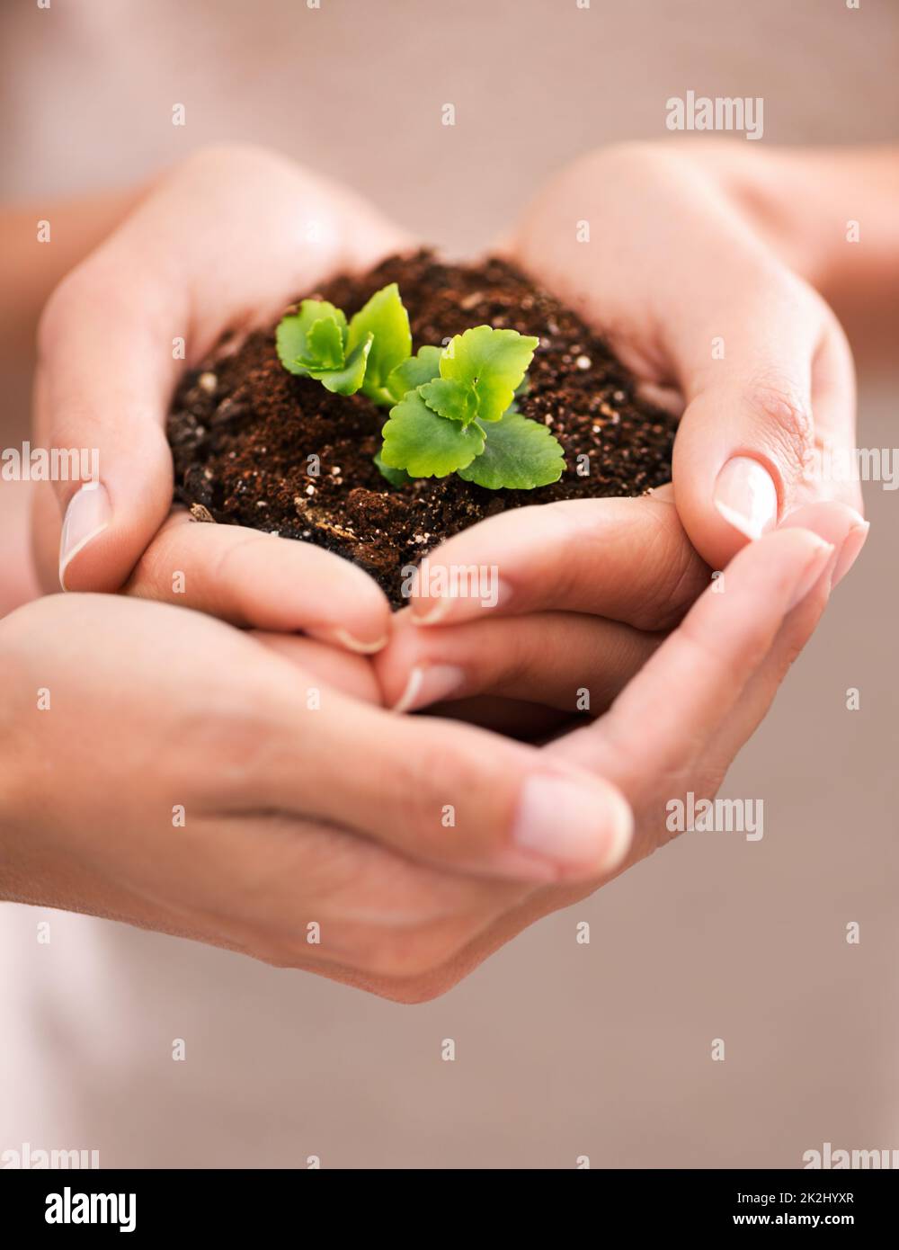Hands cupped seedling hi-res stock photography and images - Alamy