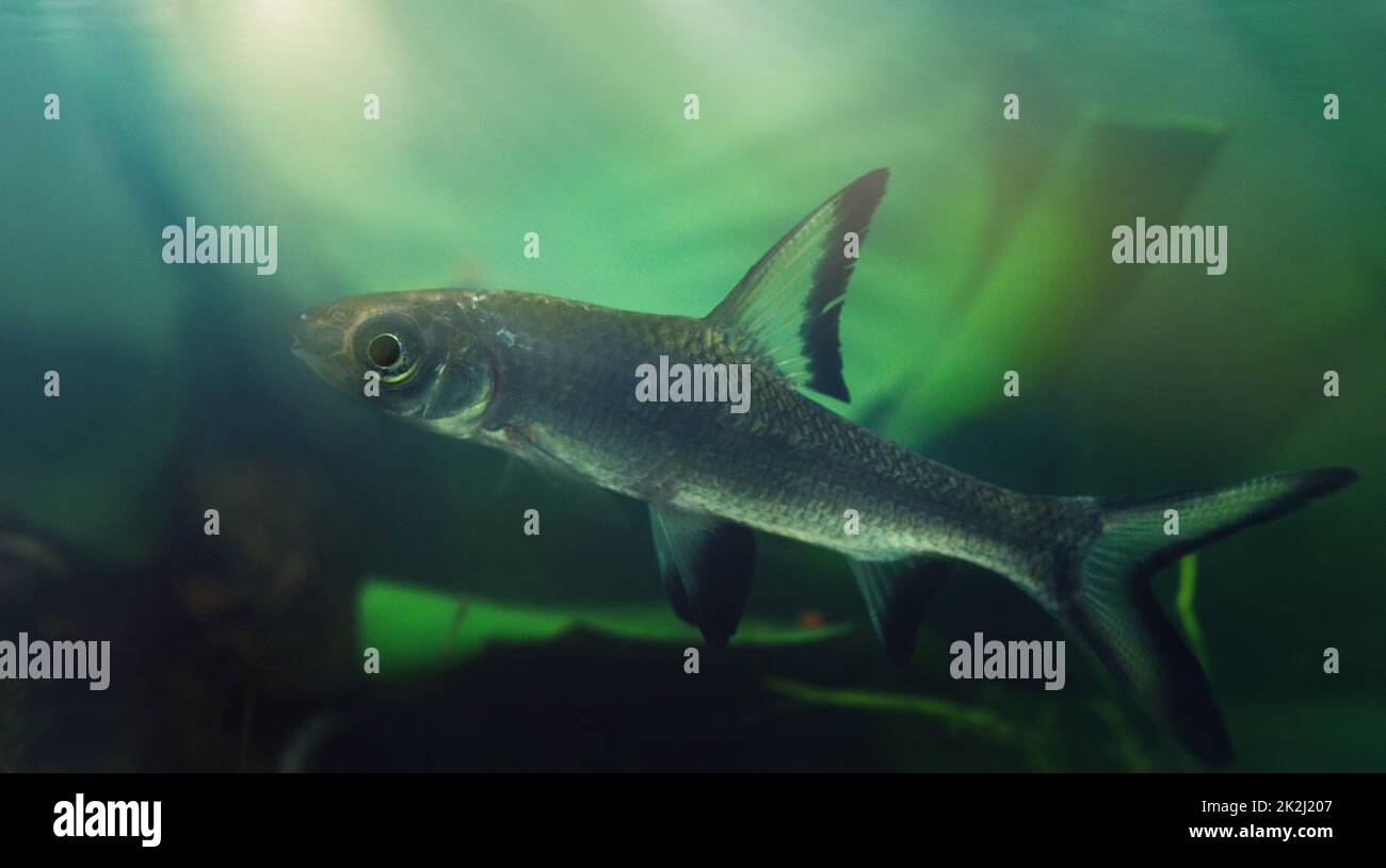 Shark scales hi-res stock photography and images - Alamy