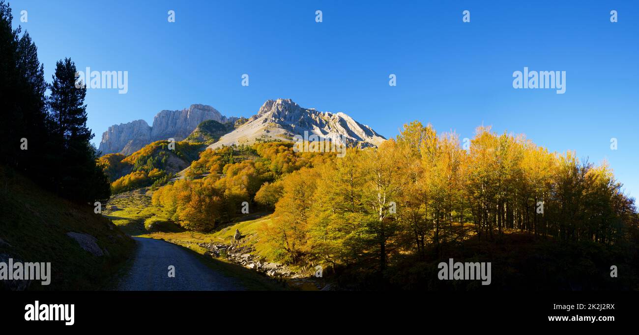 Forest in Anso Valley, Huesca Province in Aragon in Spain Stock Photo ...