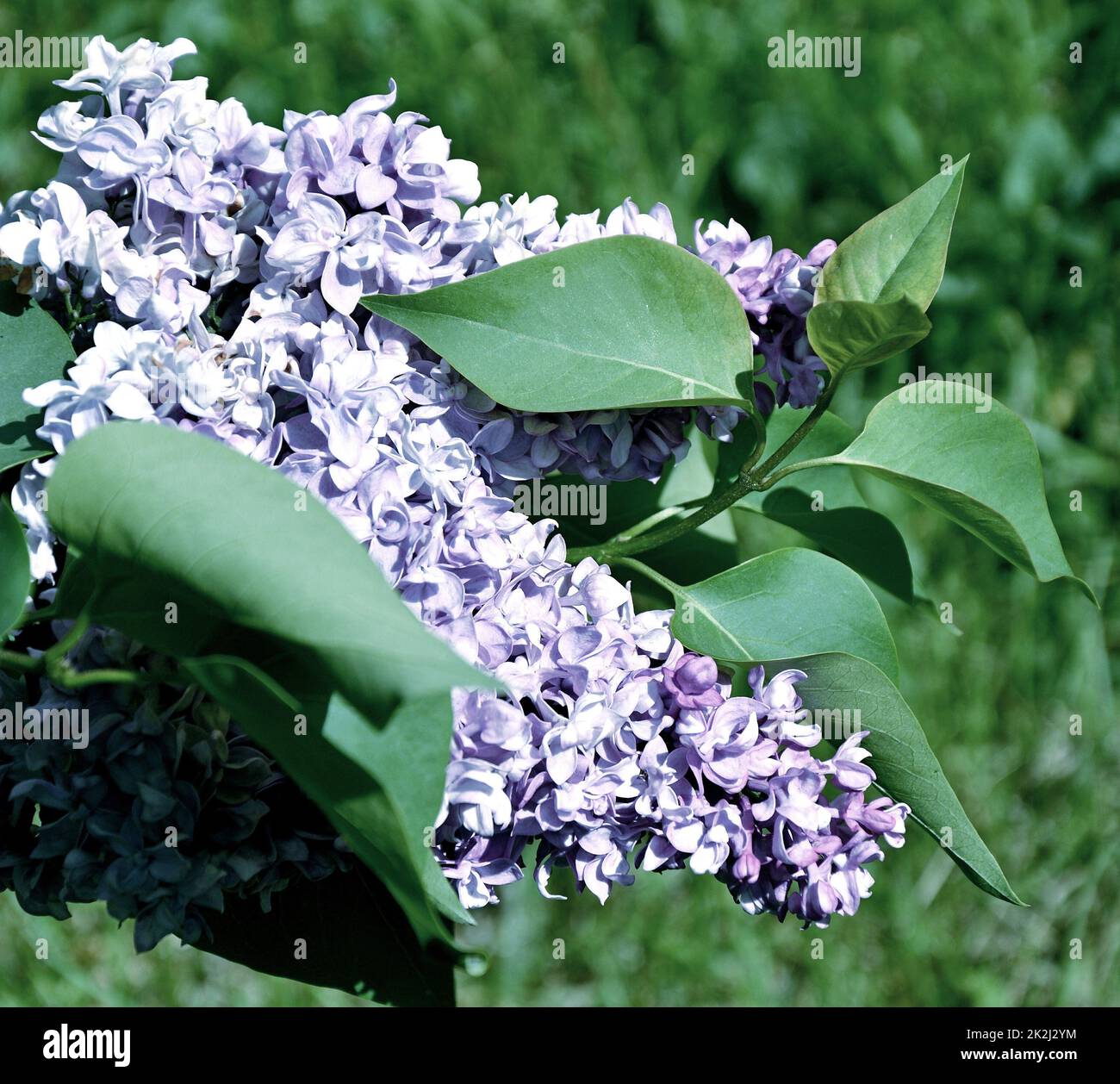Blooming fresh lilac flowers growing hi-res stock photography and ...