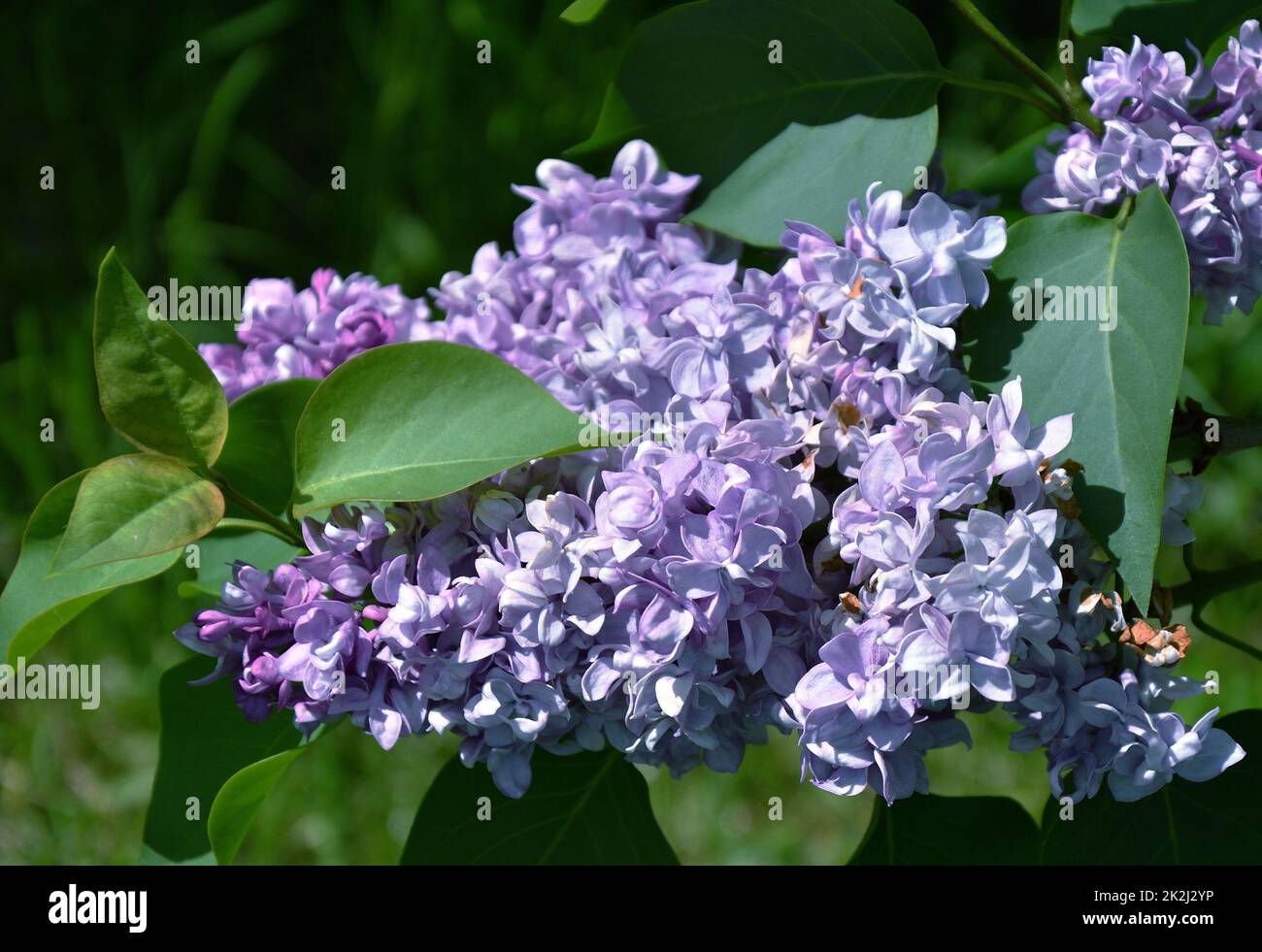 Blooming fresh lilac flowers growing hi-res stock photography and ...