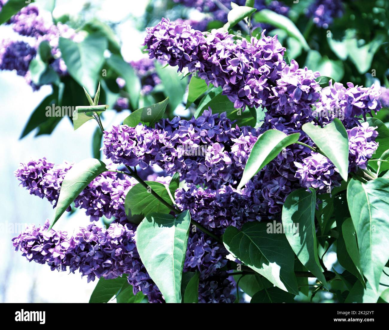 Blooming fresh lilac flowers growing hi-res stock photography and ...
