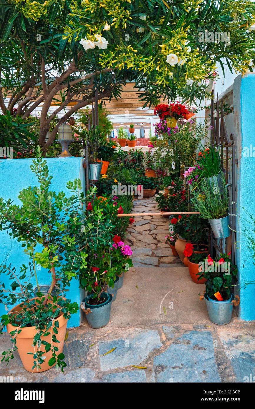 Greek picturesque scenic street of Oia village on Santorini island in ...