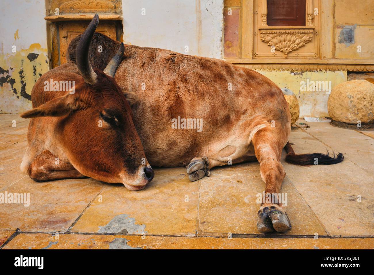 Indian cow resting in the street Stock Photo - Alamy