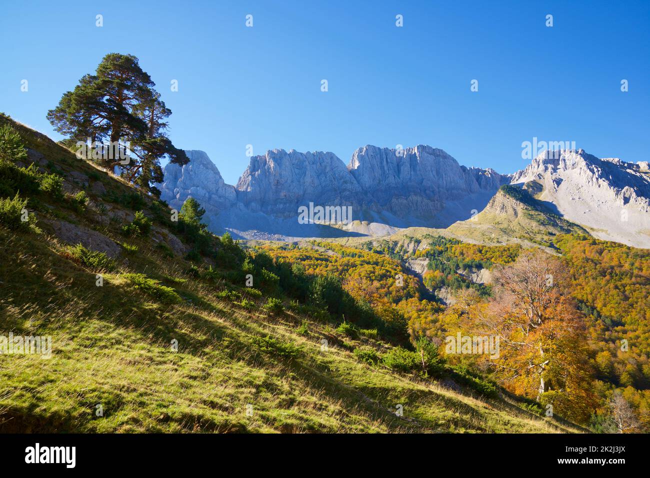 Forest in Anso Valley, Huesca Province in Aragon in Spain Stock Photo ...