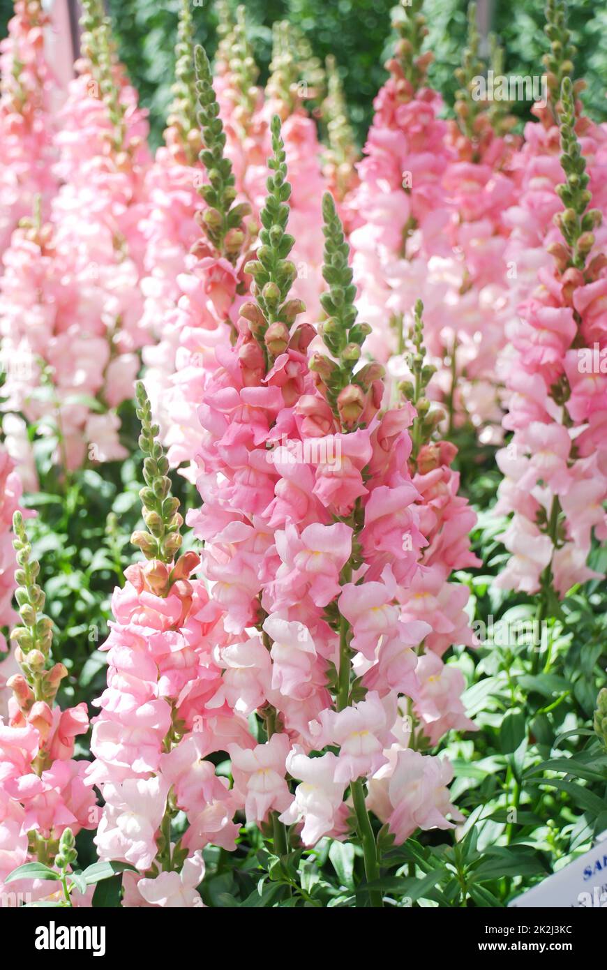 Colorful Snapdragon (Antirrhinum majus) blooming in the garden ...
