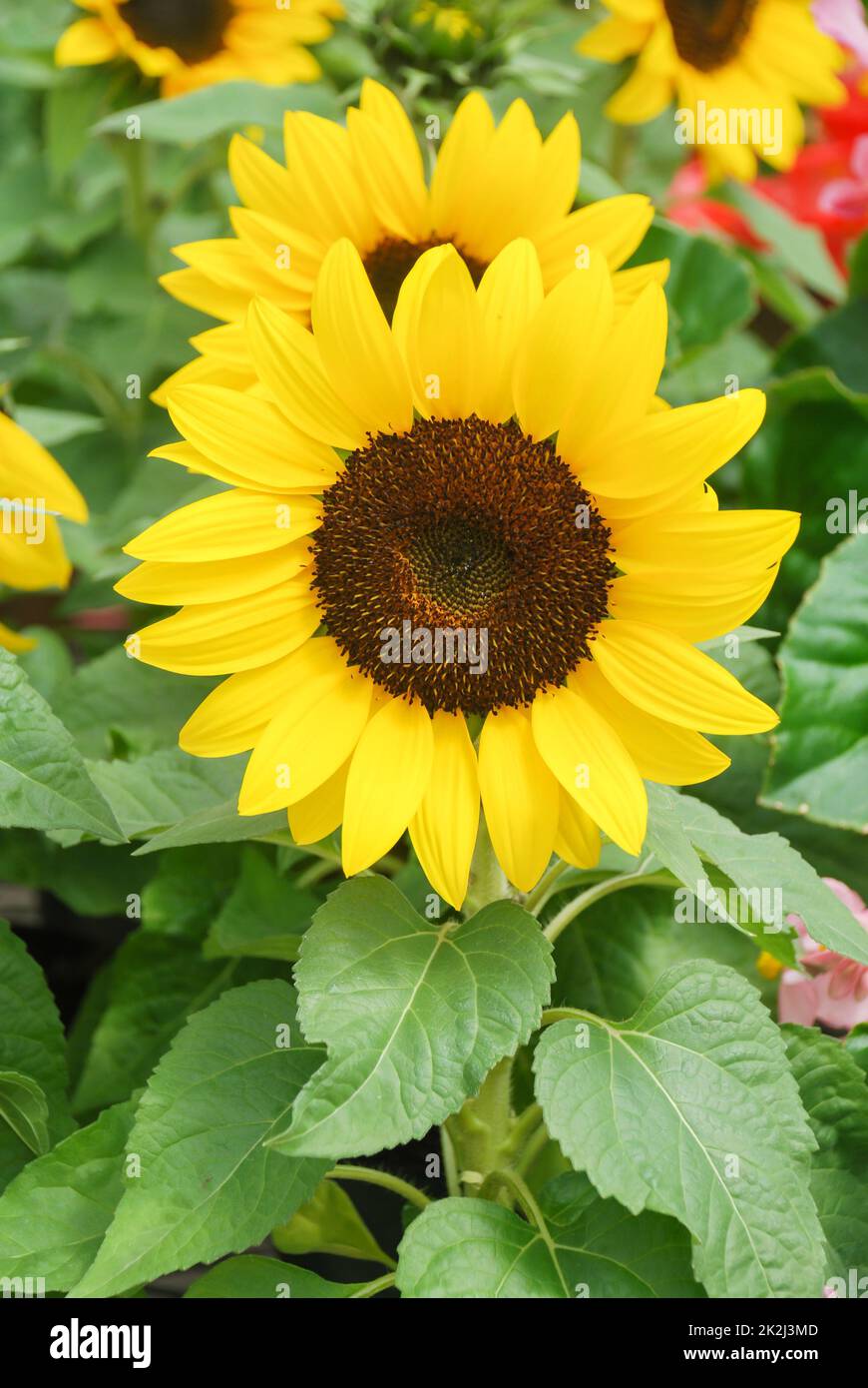 Helianthus annuus, small and potted sunflowers. small flower size Stock ...