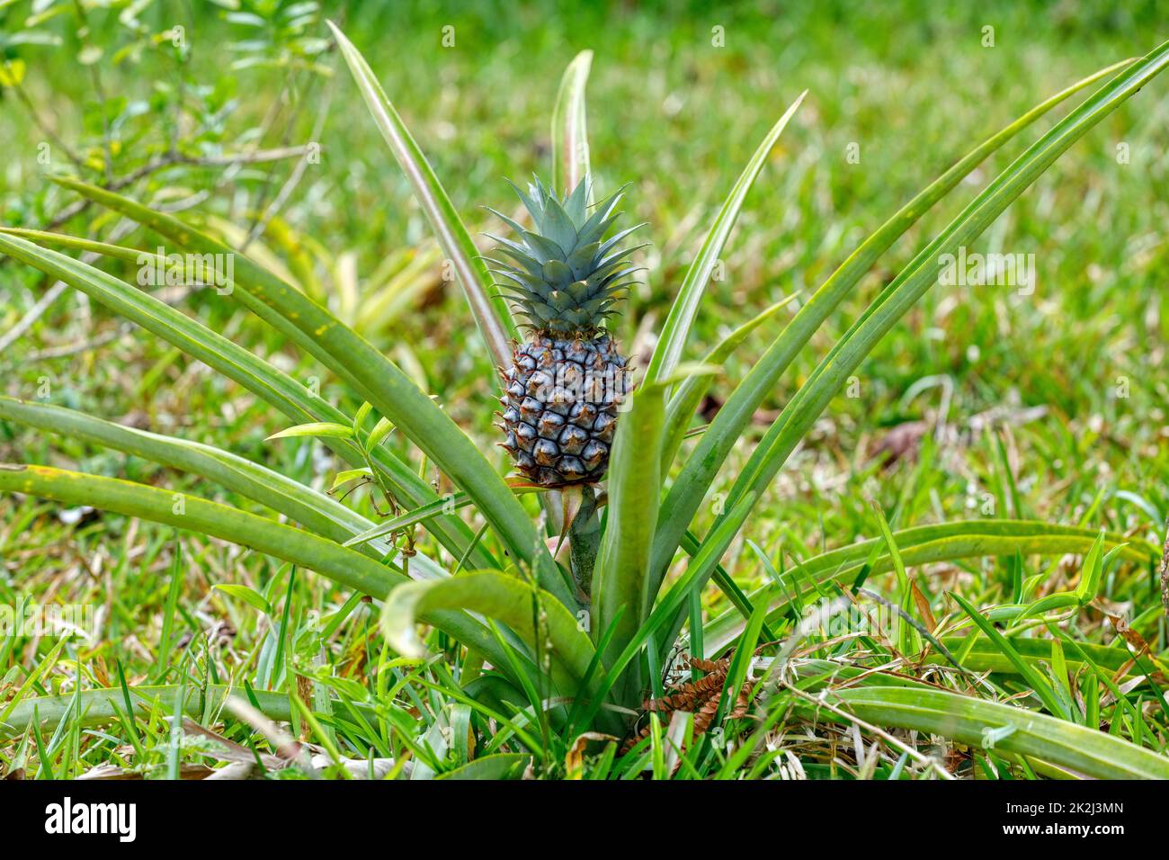 Fruit madagascar hi-res stock photography and images - Alamy