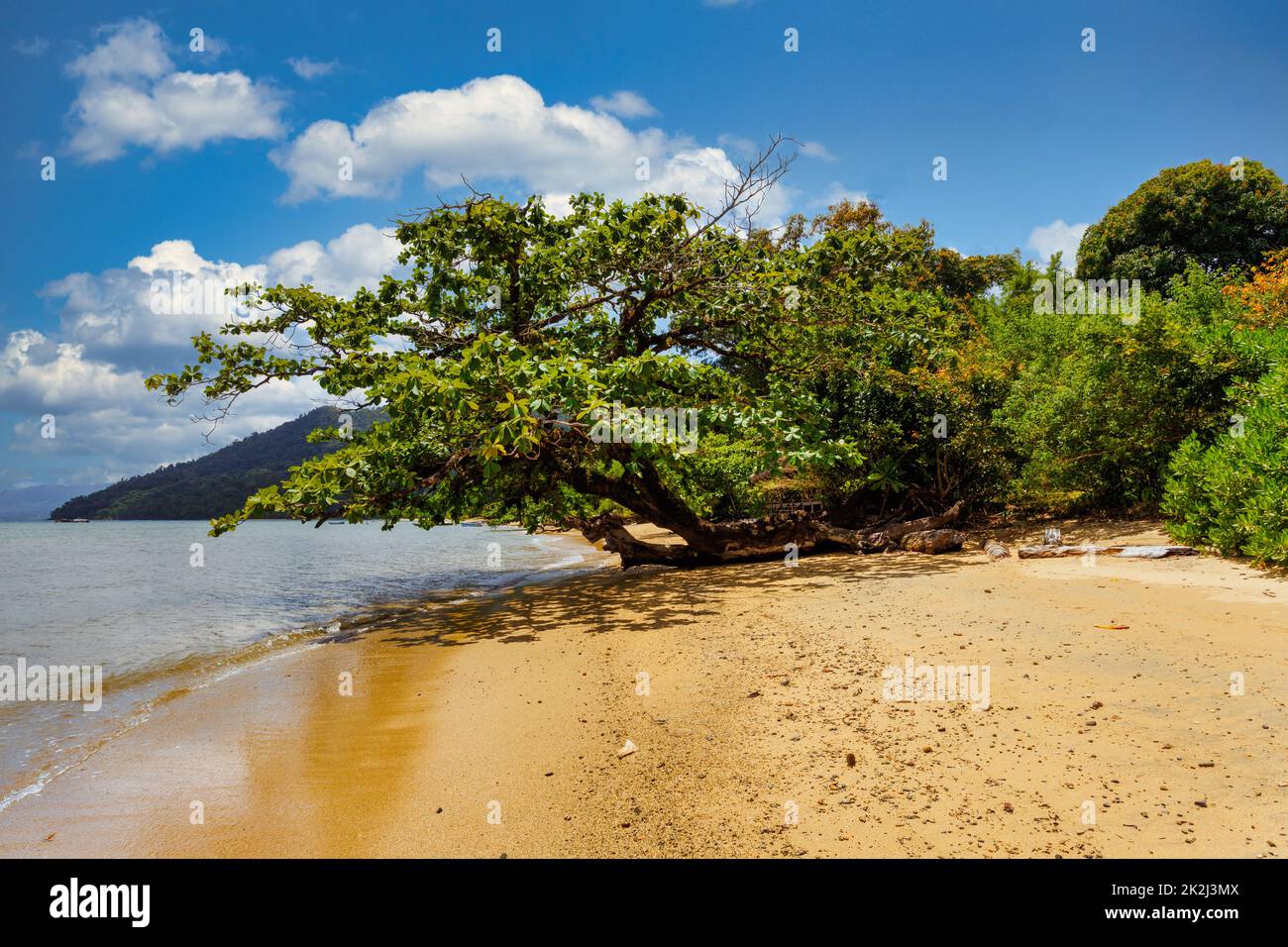 Tropical rainforest masoala peninsula national hi-res stock photography ...