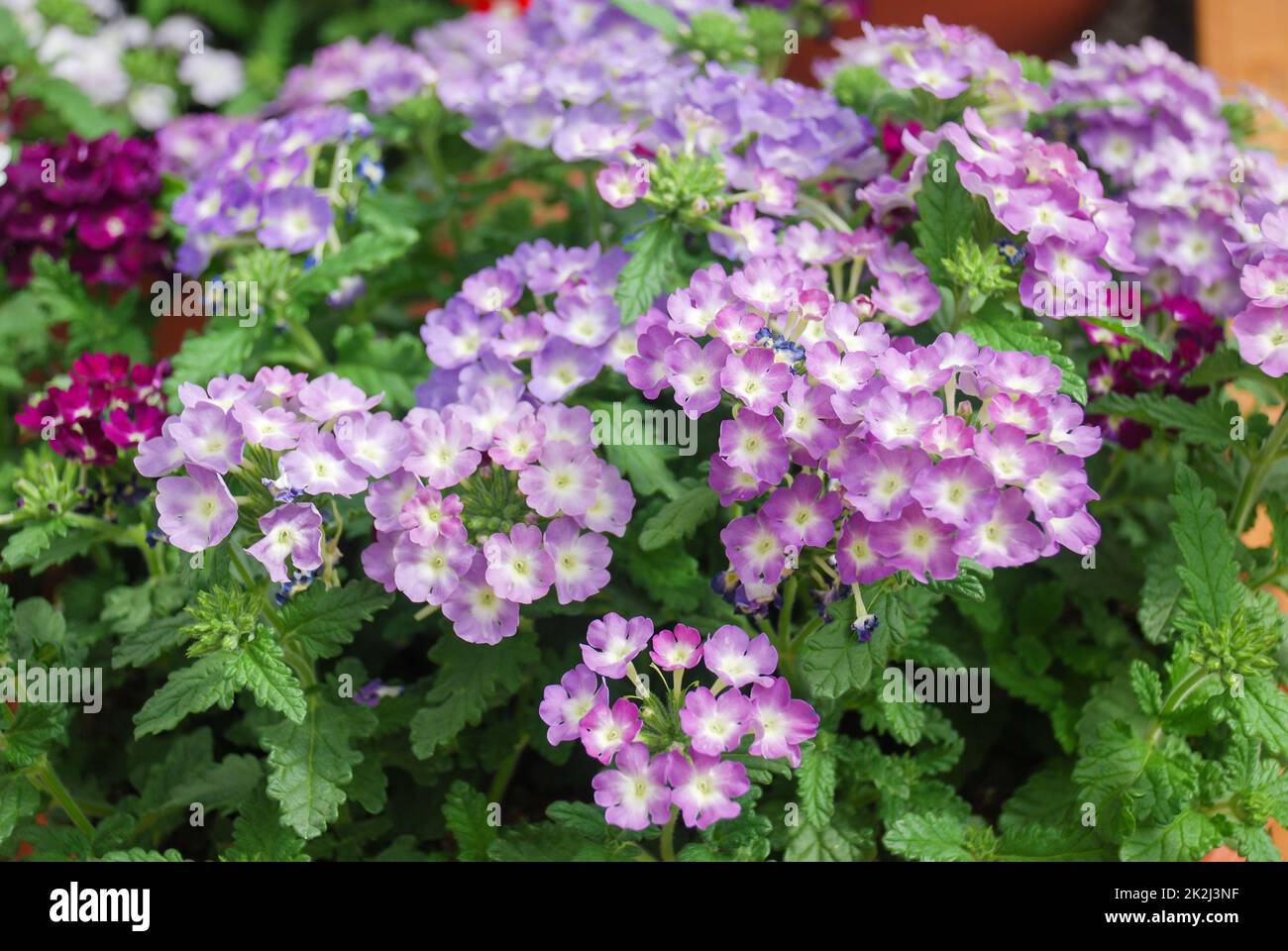 Light purple verbena blooming, pot plants Stock Photo - Alamy