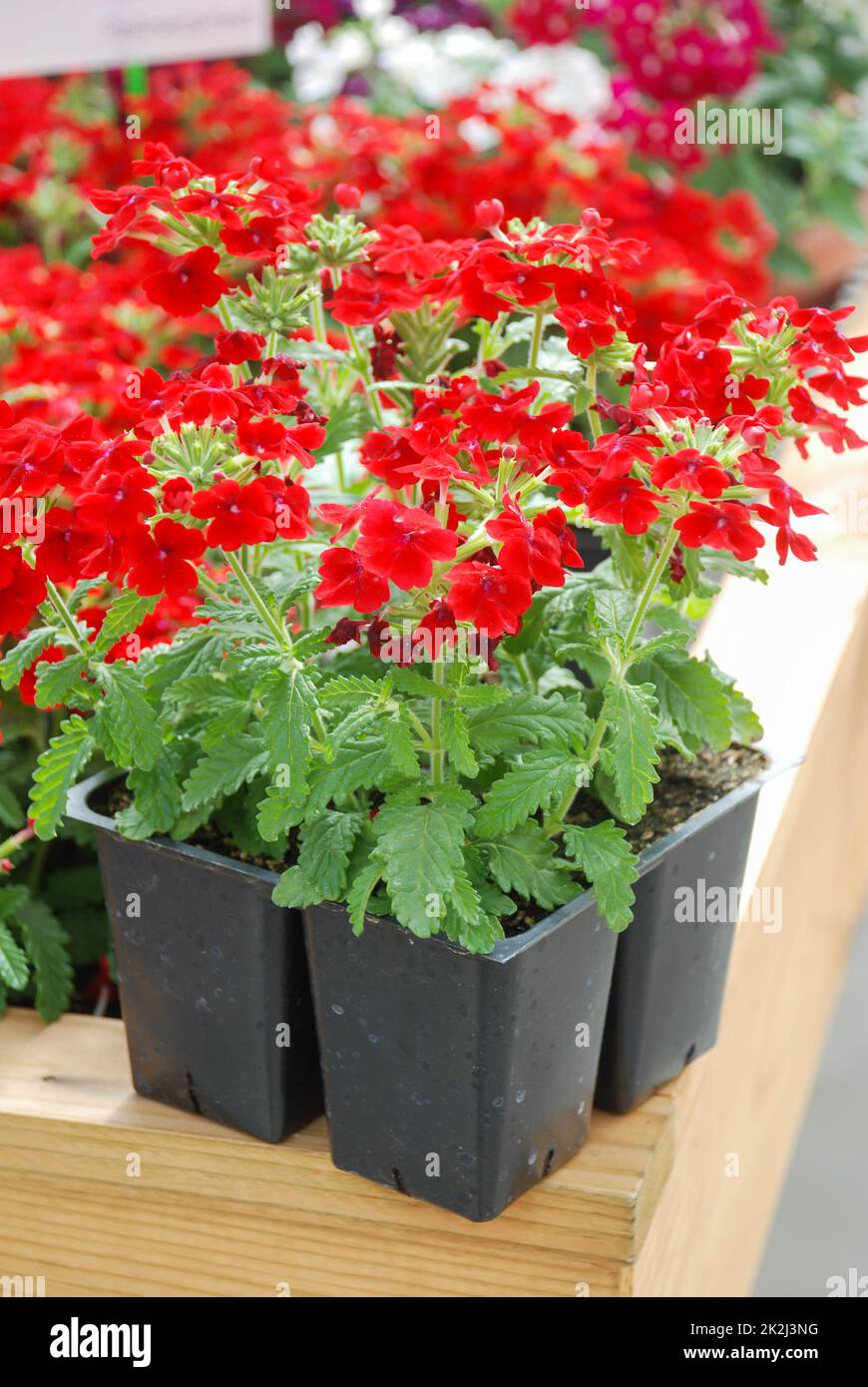 Red Verbena blooming, verbena in a black tray, pot plants Stock Photo ...