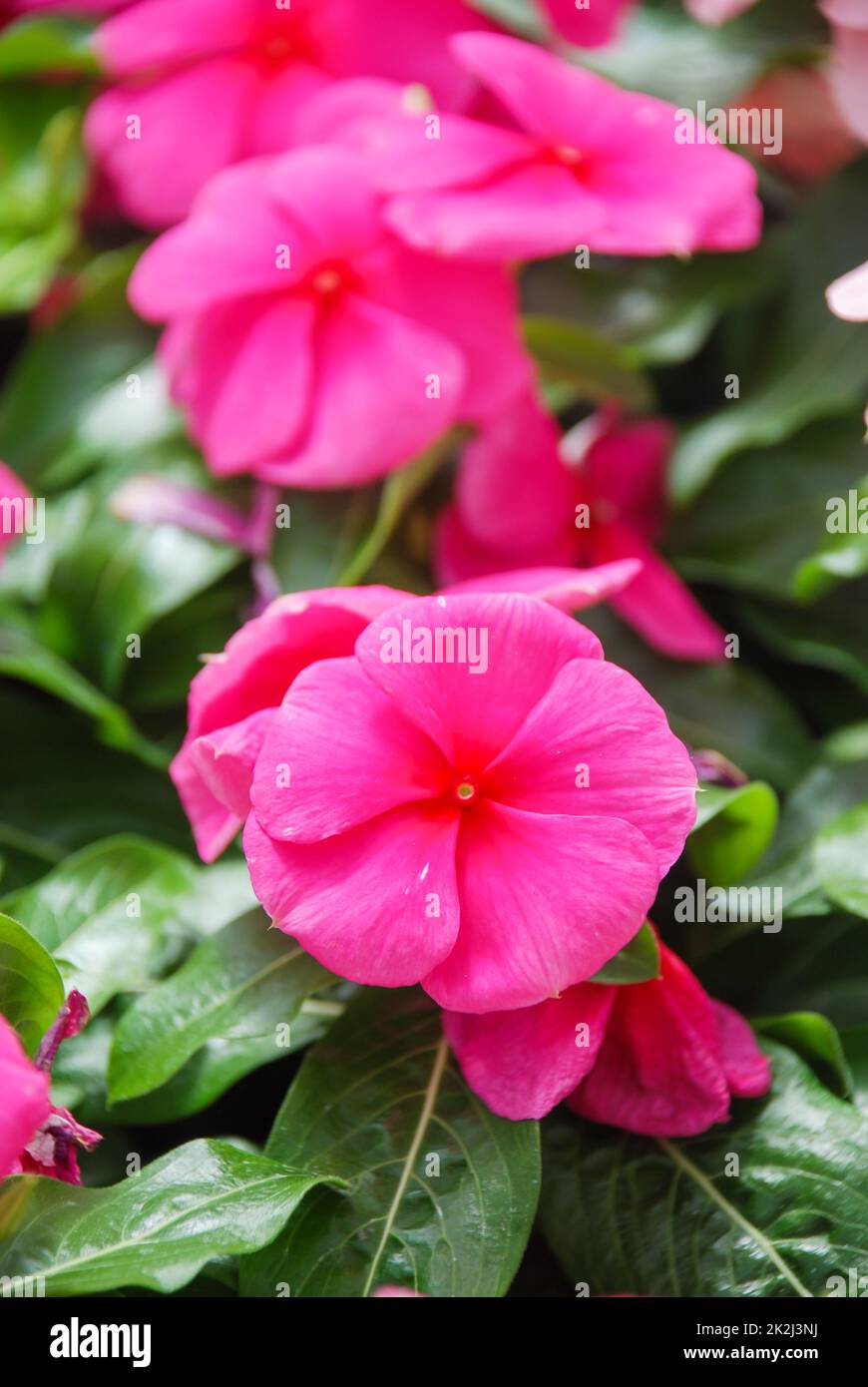 foliage vinca flowers, rose vinca flowers (Madagascar periwinkle Stock ...