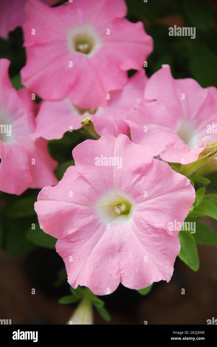 Petunia, Petunias in the tray,Petunia in the pot full bloom Stock Photo ...