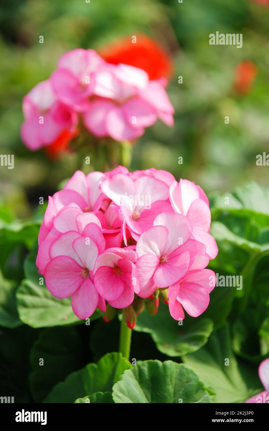 Pink Pelargonium - Geranium Flowers showing their lovely petal Detail ...