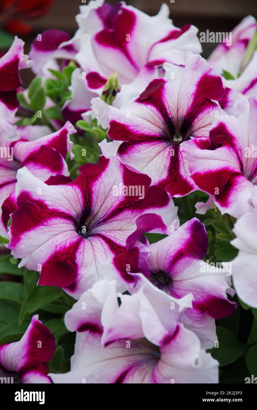 Petunia, Petunias in the tray,Petunia in the pot full bloom Stock Photo ...