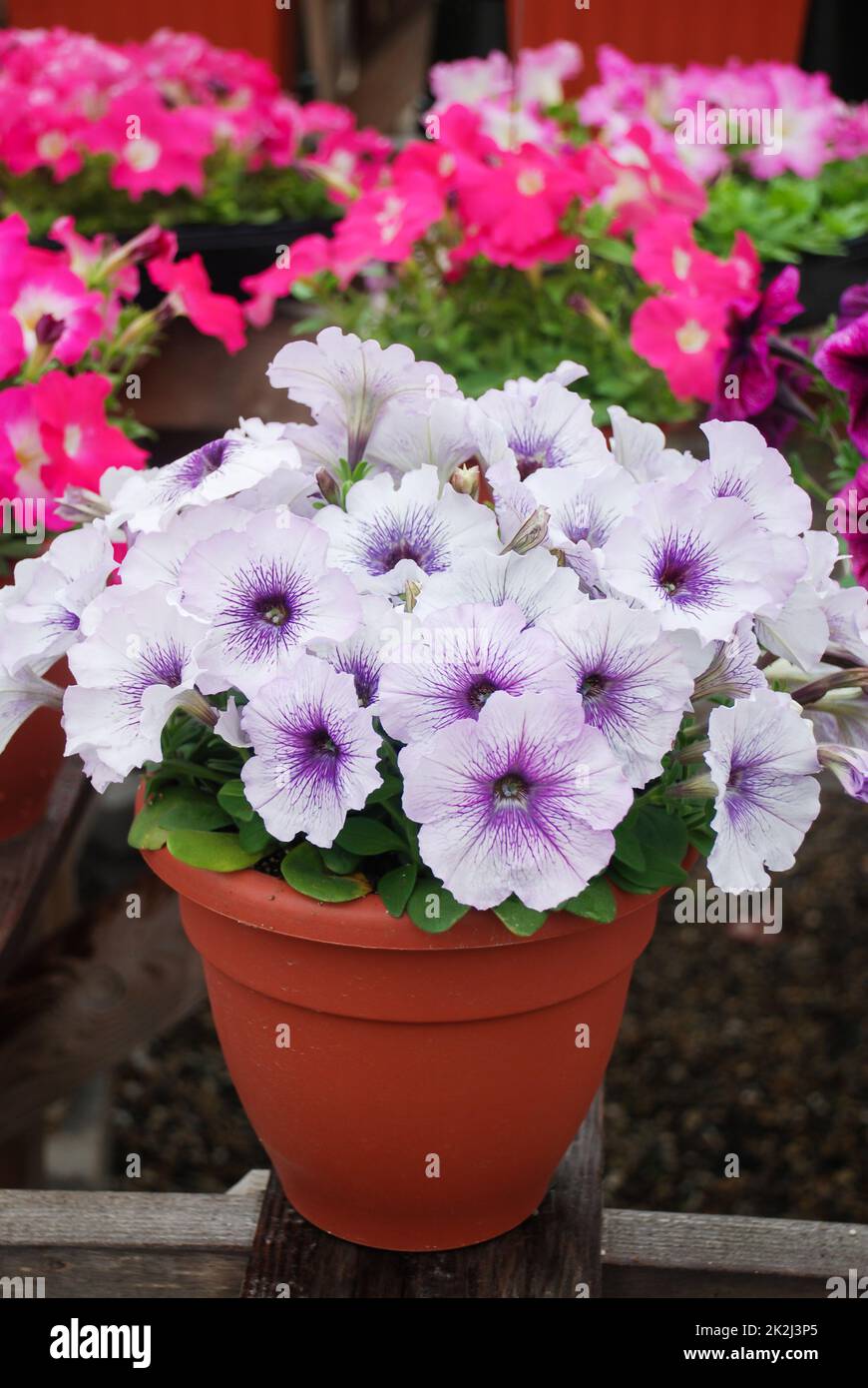Petunia, Petunias in the tray,Petunia in the pot Stock Photo - Alamy