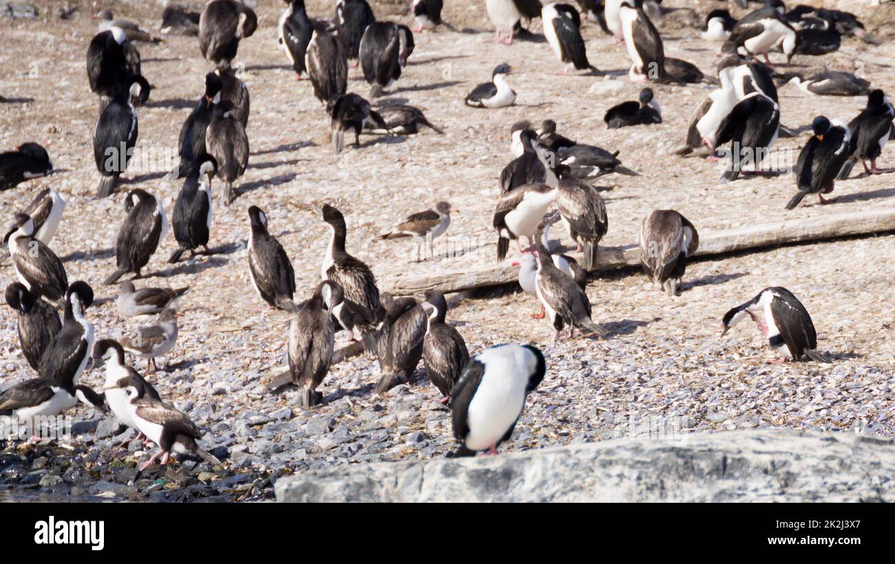 Penguin colony on Beagle channel, Argentina wildlife Stock Photo - Alamy