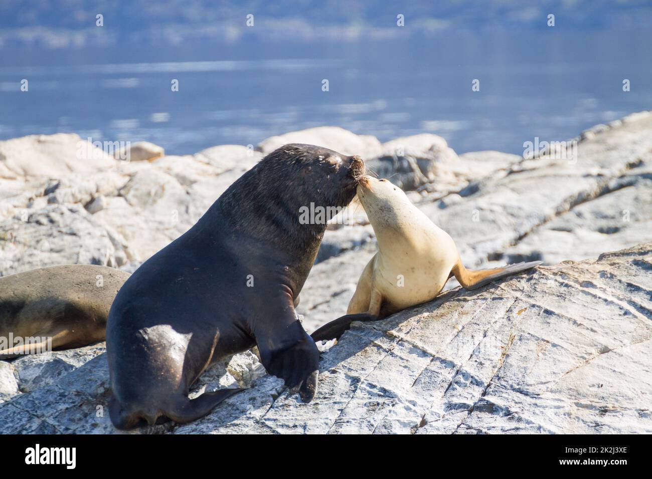 South American sea lion colony on Beagle channel Stock Photo - Alamy