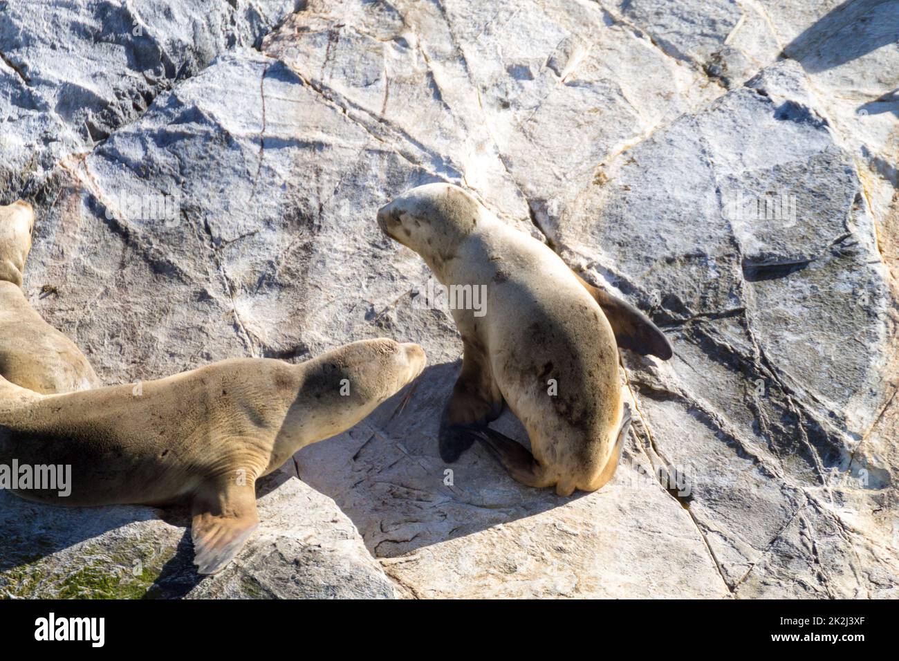 Beagle channel seals hi-res stock photography and images - Alamy