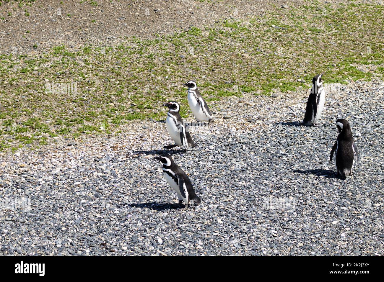 Magellanic penguin on Martillo island beach, Ushuaia Stock Photo - Alamy