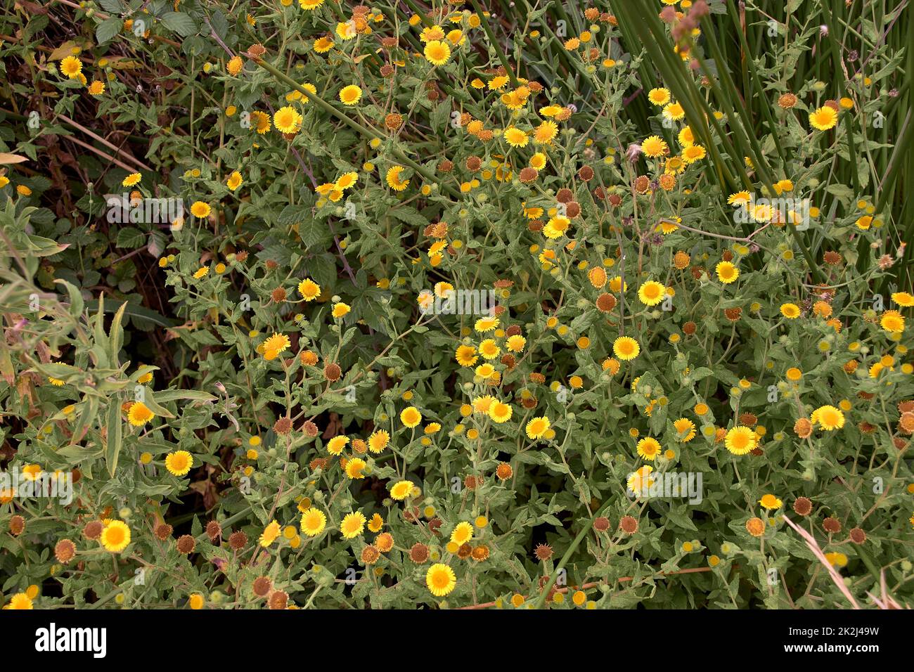 Yellow flower clump, cat's-grass.Pulicaria dysenterica. Spring time ...