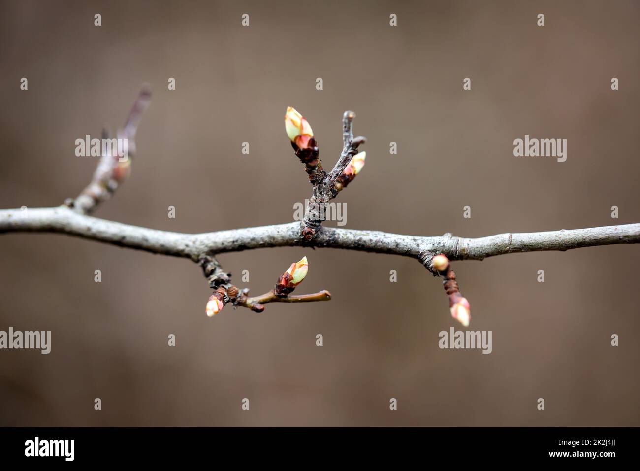 Young shoots on the branch of a tree in spring Stock Photo - Alamy