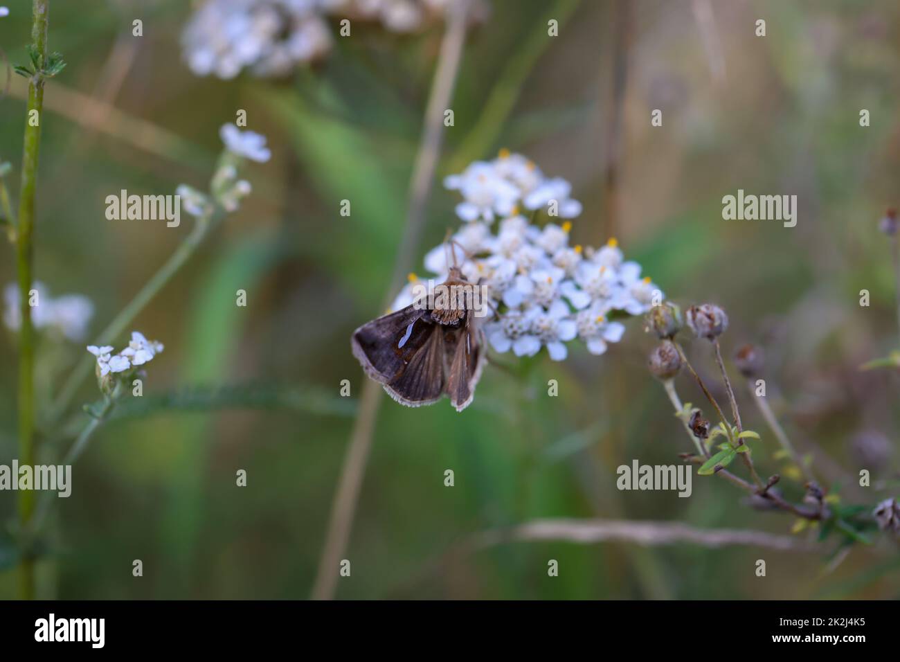 Gamma owl hi-res stock photography and images - Alamy