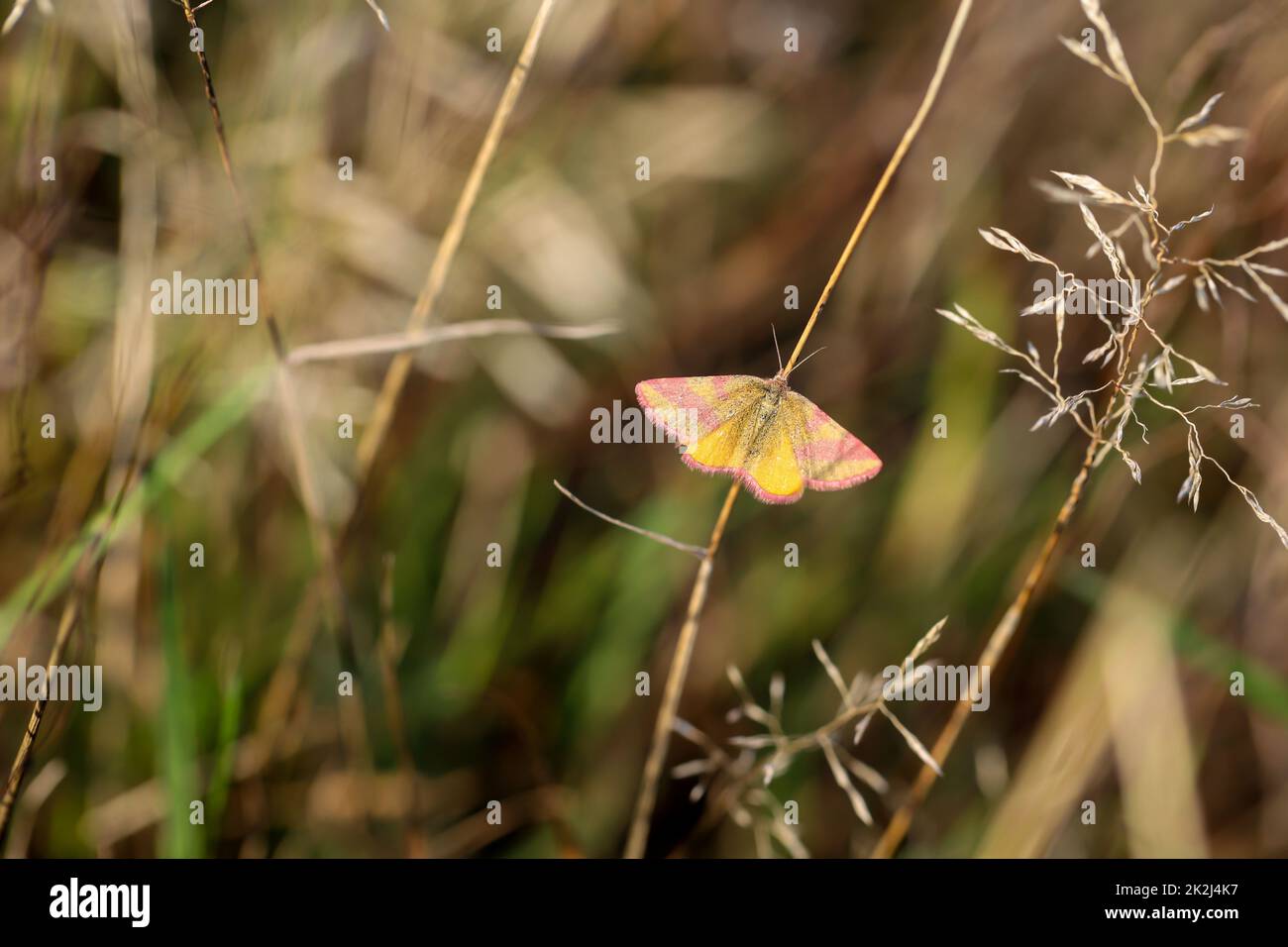 Portrait of a red banded moth in the grass of a meadow. A butterfly in ...