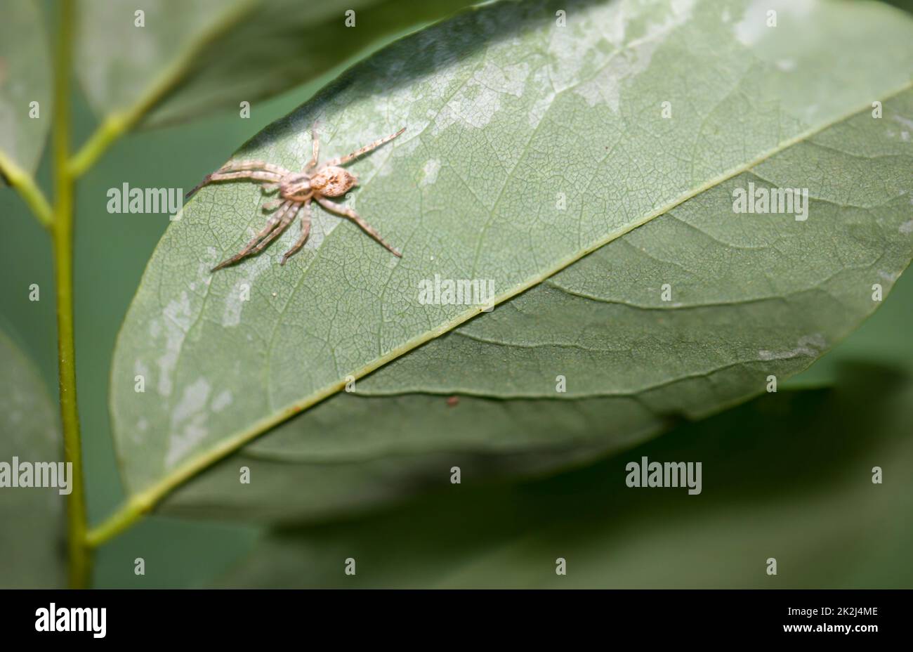 A four-spotted tarantula (Anyphaena accentuata) on the underside of a ...