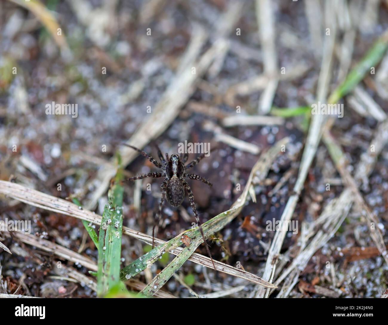 Streamer spider hi-res stock photography and images - Alamy