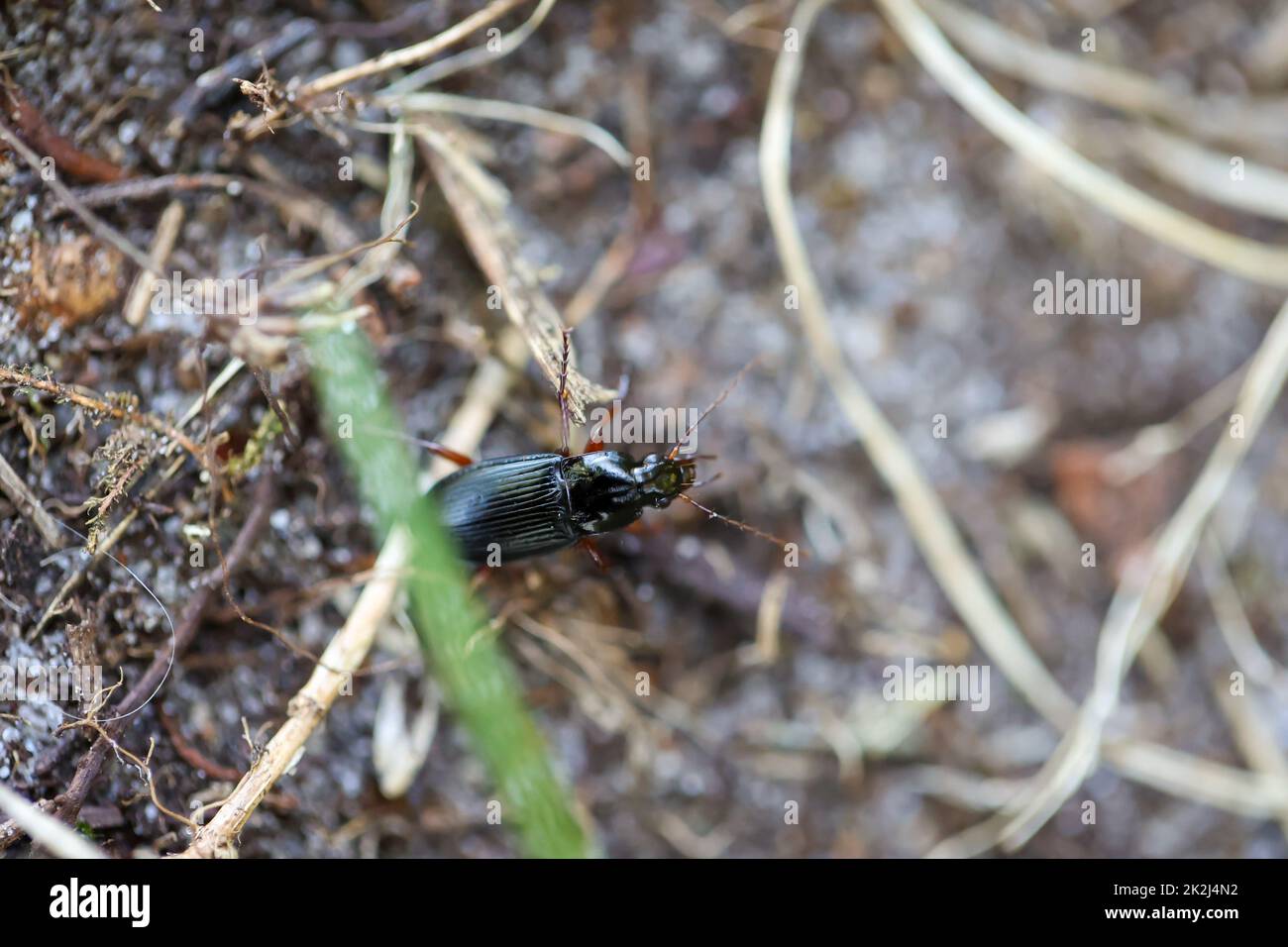 A brown-footed broad-necked beetle, bluish black, elongated beetle in ...
