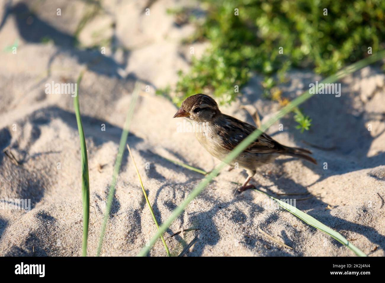 Flock of sparrows uk hi-res stock photography and images - Alamy