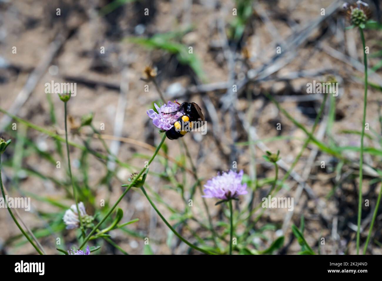 A bee or wasp like insect on a flower Stock Photo - Alamy