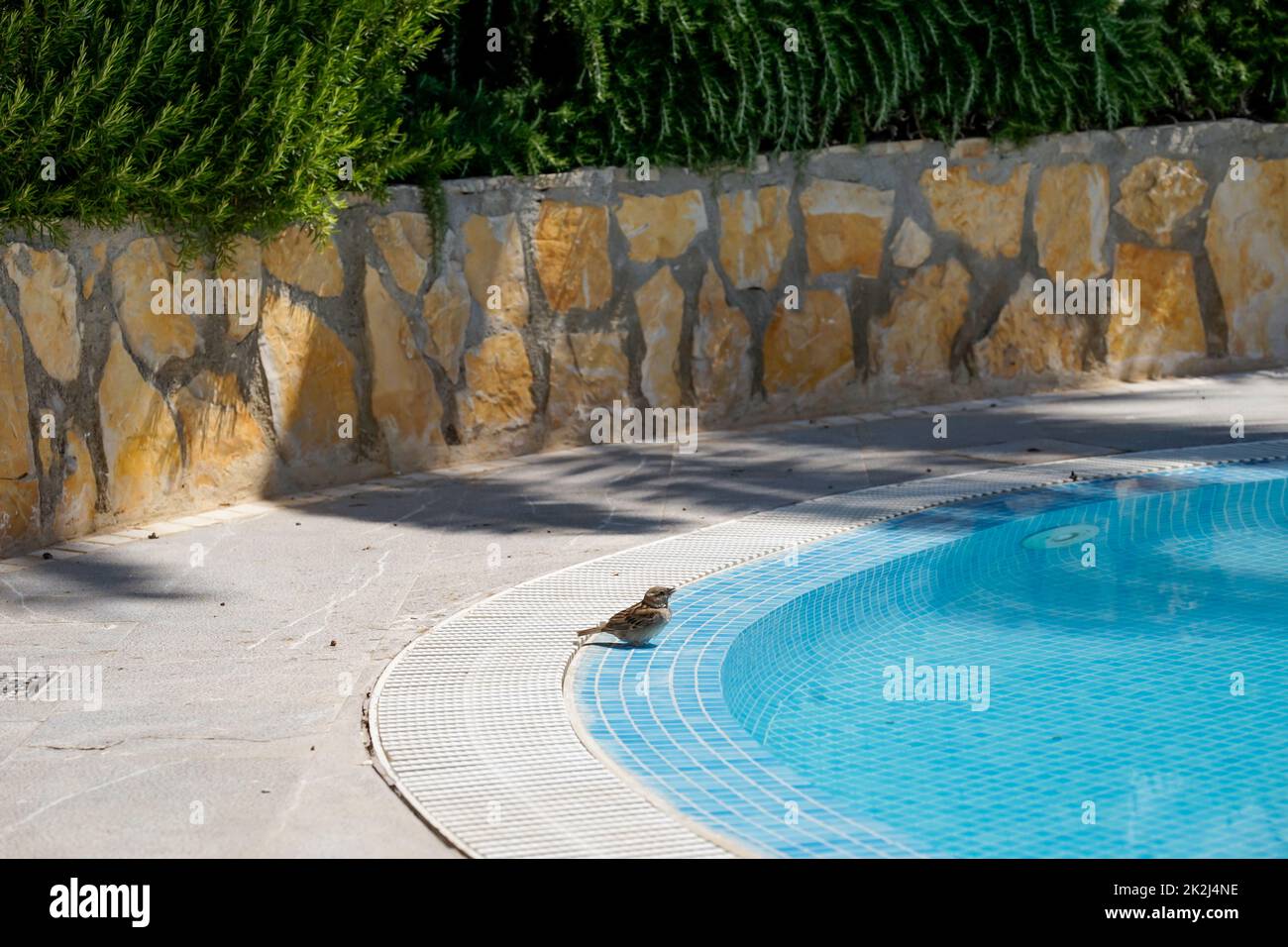 Shot of a sparrow at the pool. Sparrows are cheeky and funny birds ...