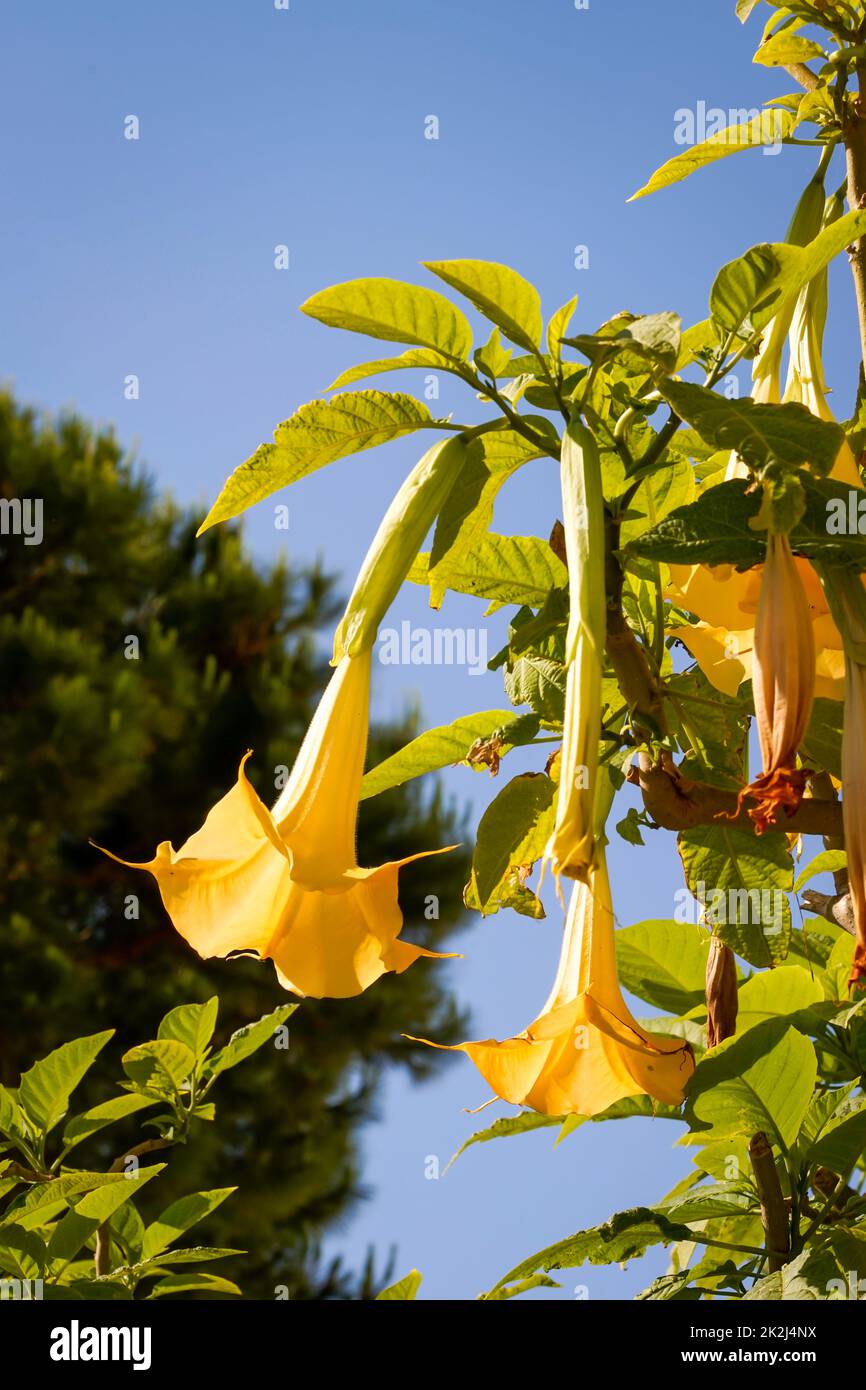 Trumpet tree hi-res stock photography and images - Alamy