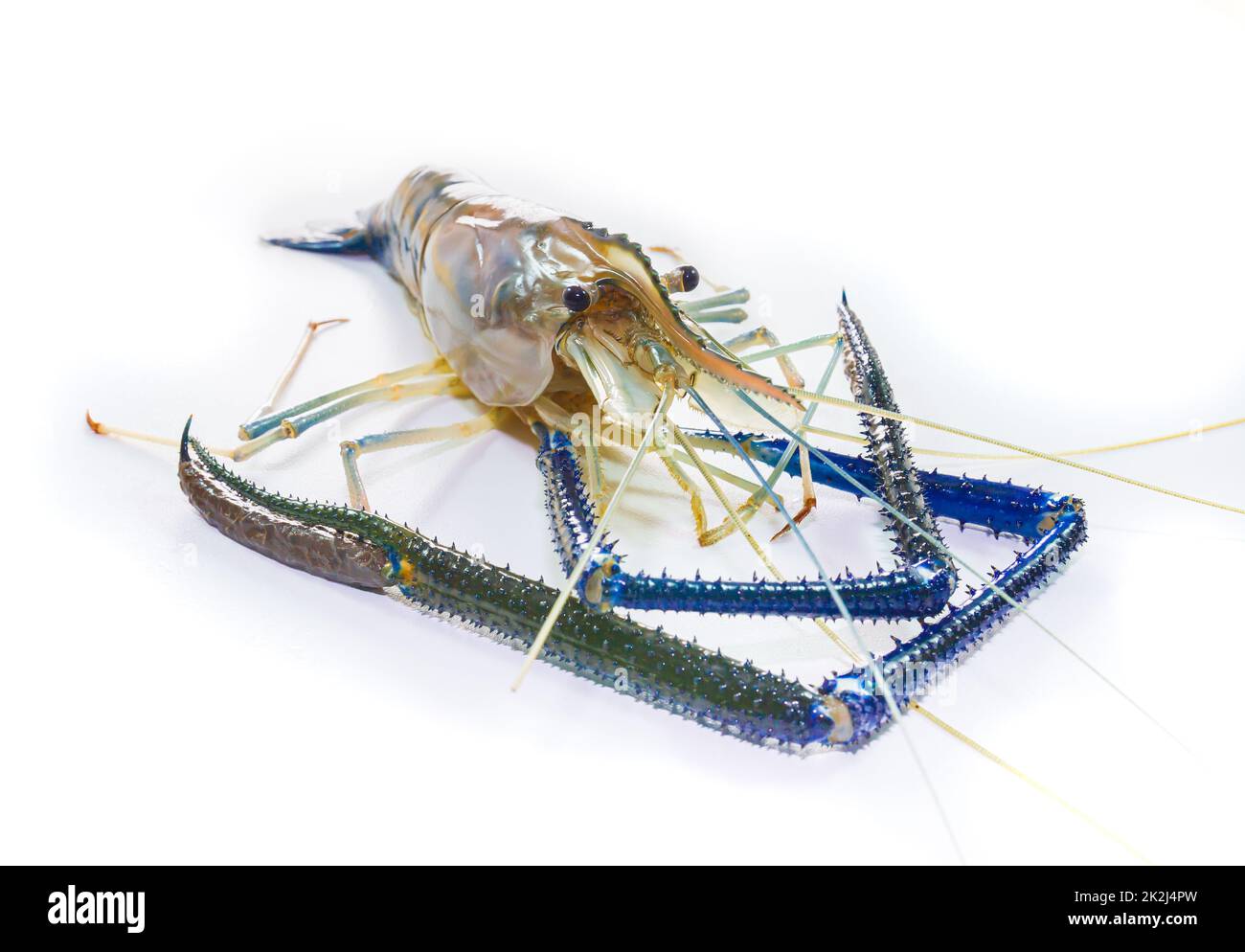 Giant freshwater prawn hi-res stock photography and images - Alamy