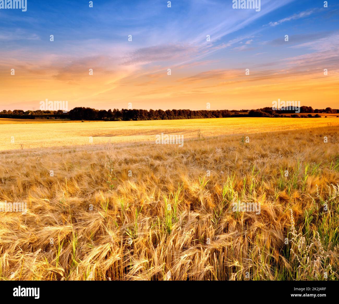 Sunset in the countryside in summer - lots of copyspace Stock Photo - Alamy