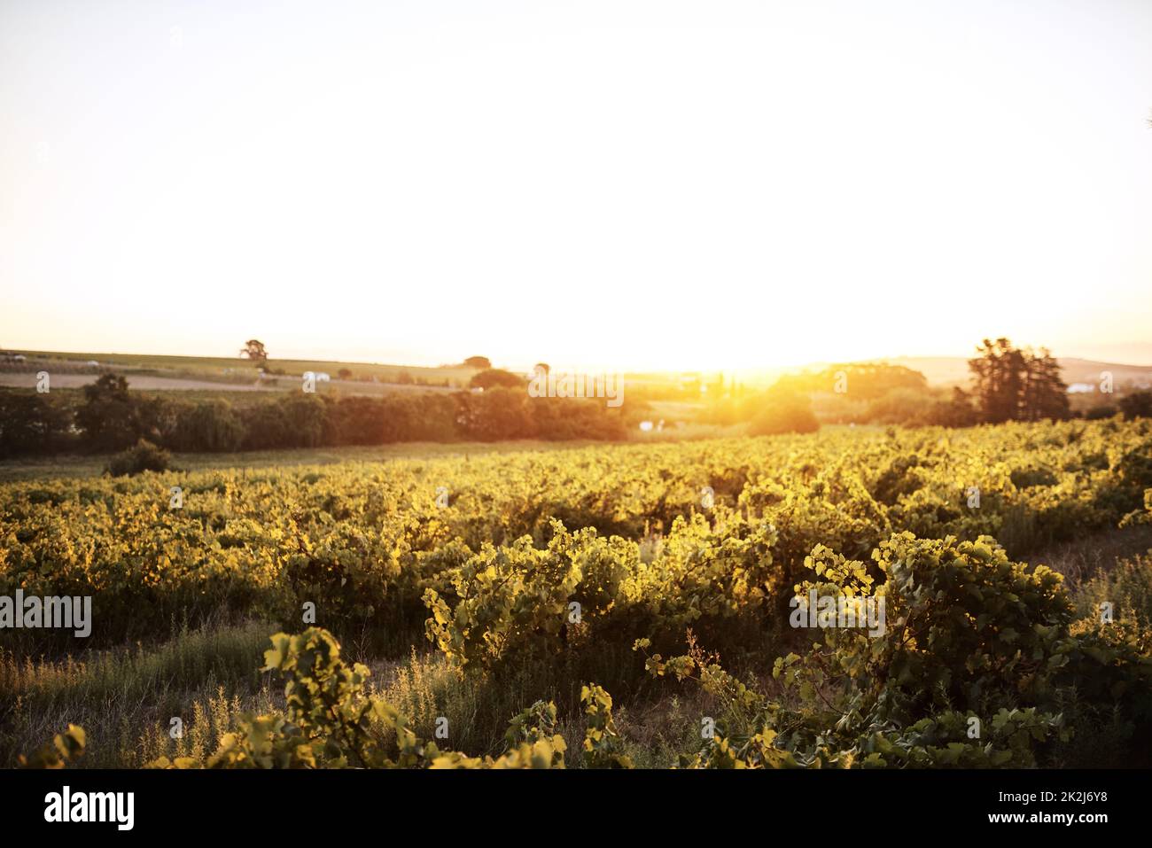 Ever fresh plant hi-res stock photography and images - Alamy