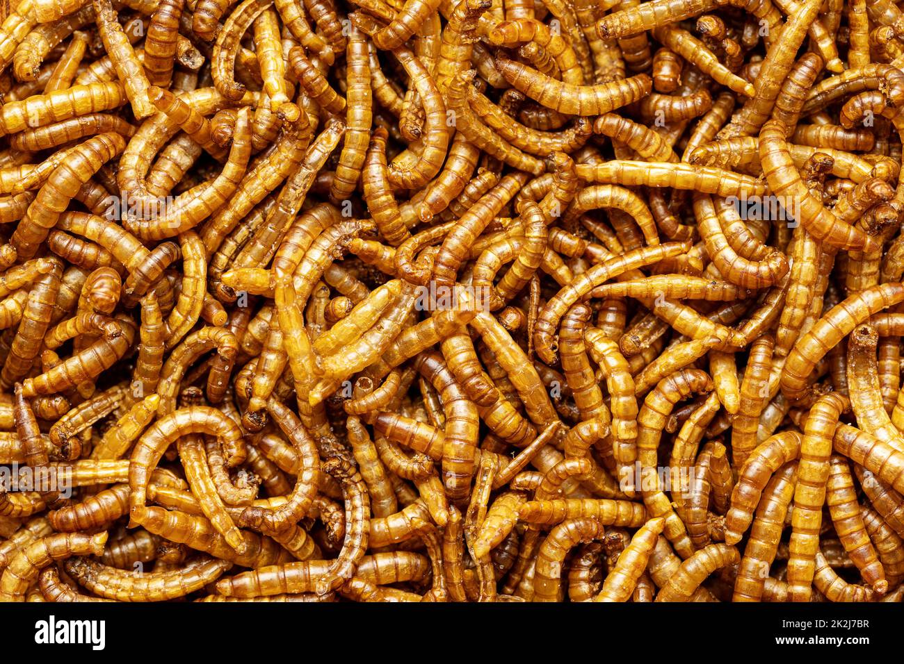 Fried salty worms. Roasted mealworms Stock Photo - Alamy