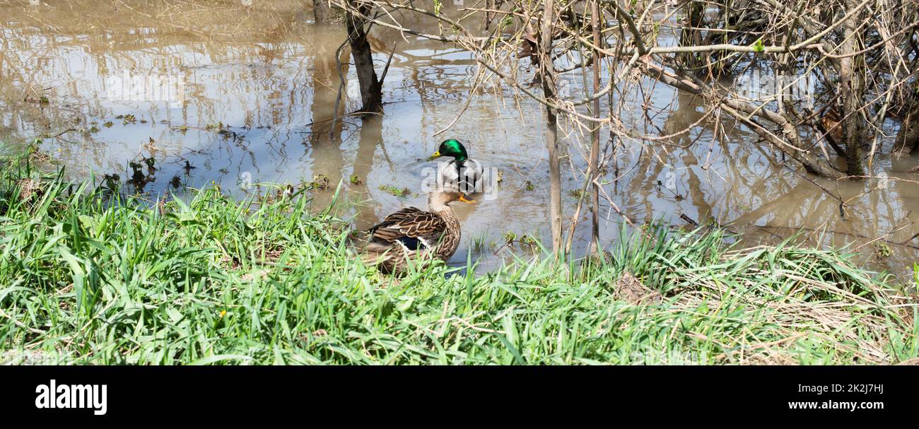 Wetlands birds hi-res stock photography and images - Alamy