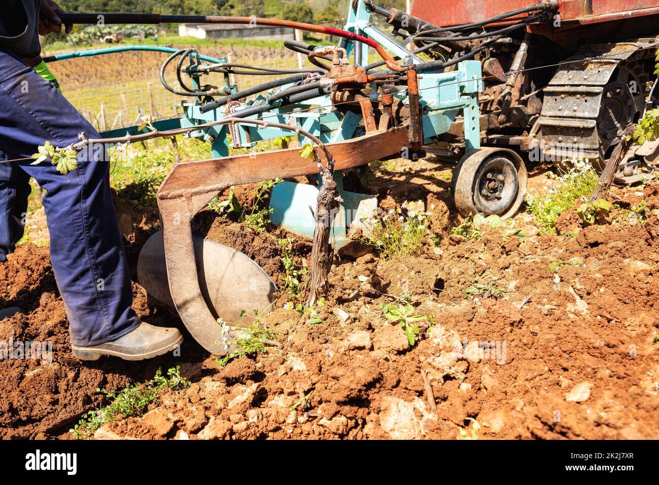 Plowing the vineyard with the tractor. Agriculture Stock Photo - Alamy