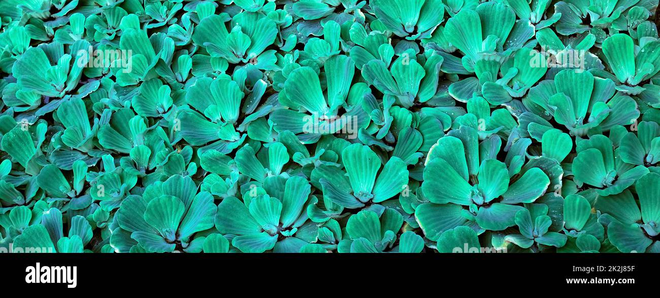 Gross background hi-res stock photography and images - Alamy