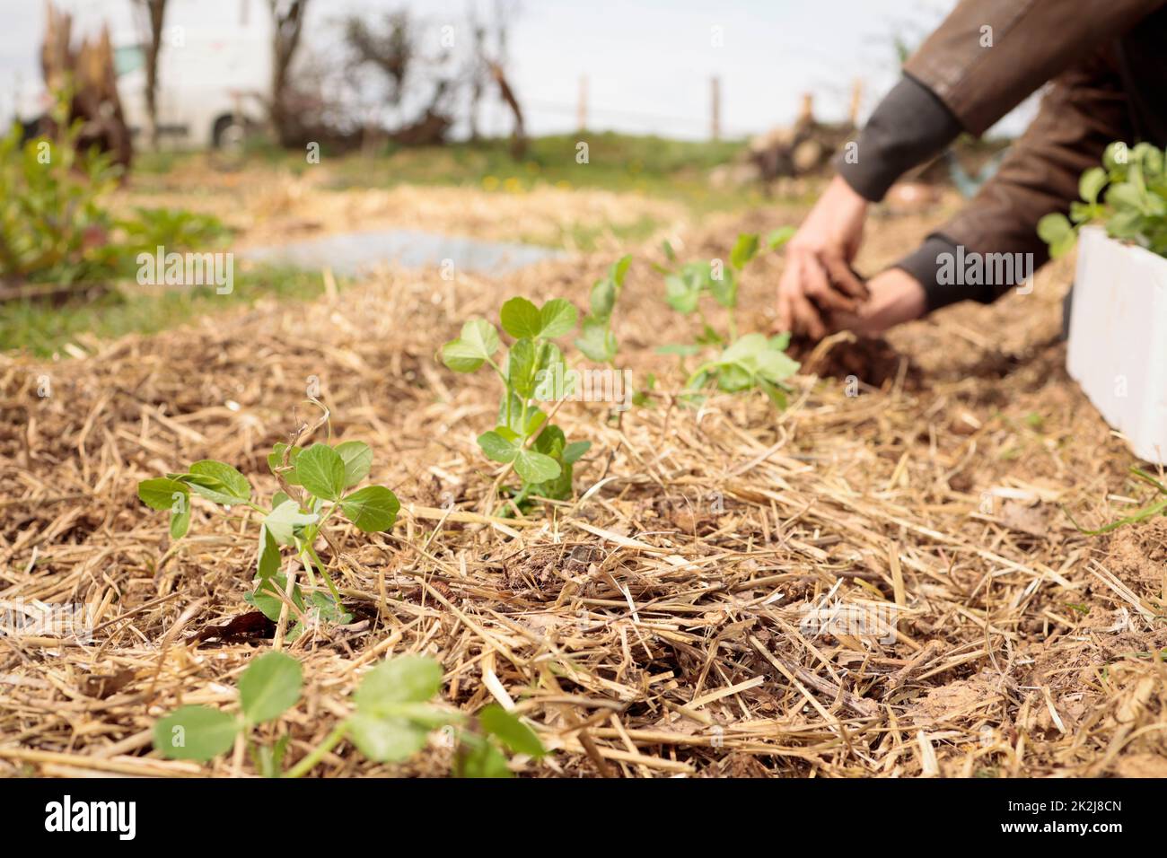 Men in organic garden. Planting fresh plants in natural soil Stock ...