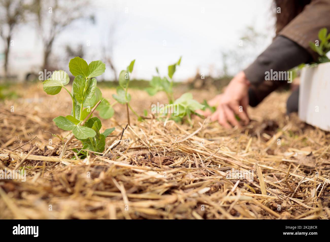 Men in organic garden. Planting fresh plants in natural soil Stock ...
