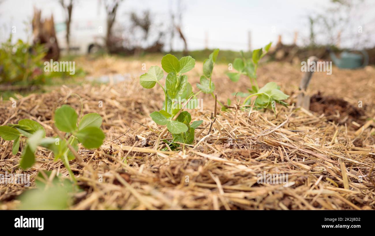 Planting in fresh soil hi-res stock photography and images - Alamy