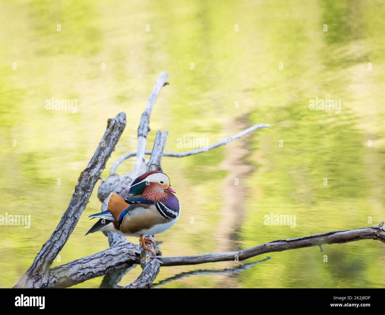 The mandarin duck (yuanyang) is a perching duck species found in East ...