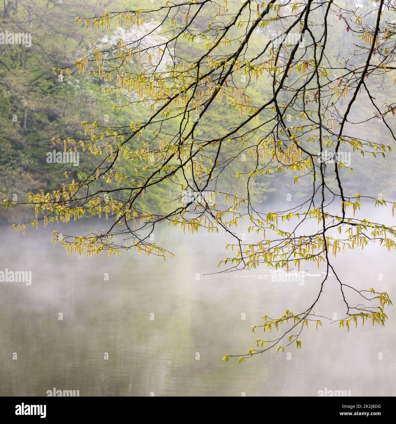 Hazel pollen on a branch in backlight Stock Photo - Alamy